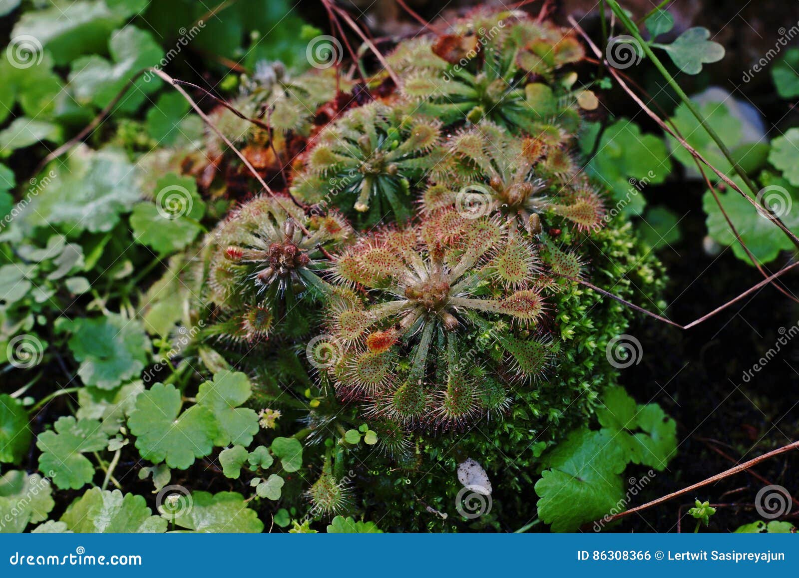 Sundews;carnivorous plants stock photo. Image of flora - 86308366