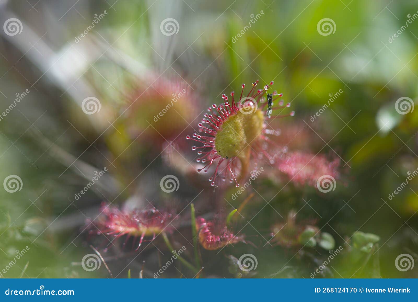 Sundews in free nature stock photo. Image of terschelling - 268124170