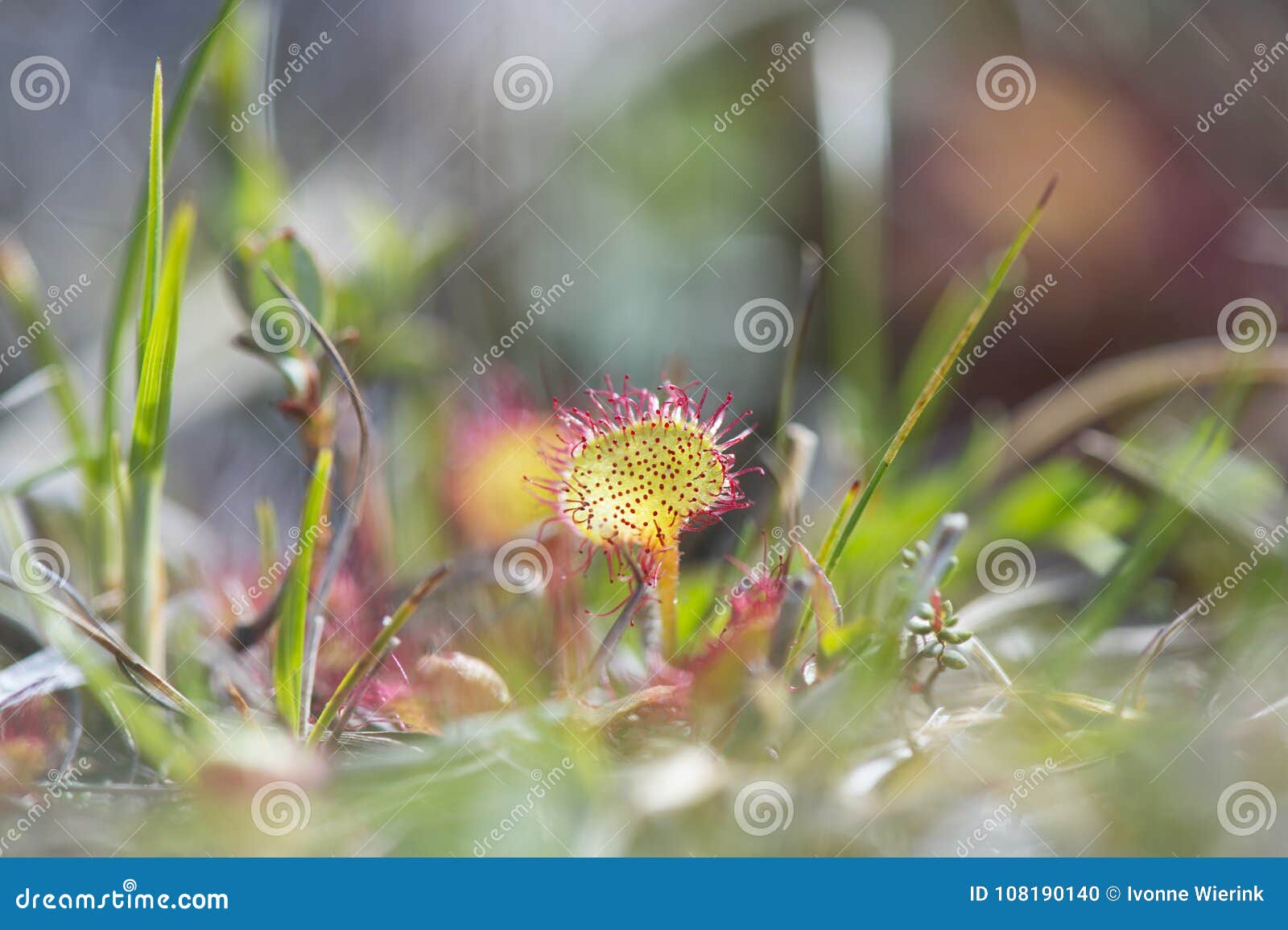 Drosera, Commonly Known As The Sundews, One Of The Largest Carnivorous ...