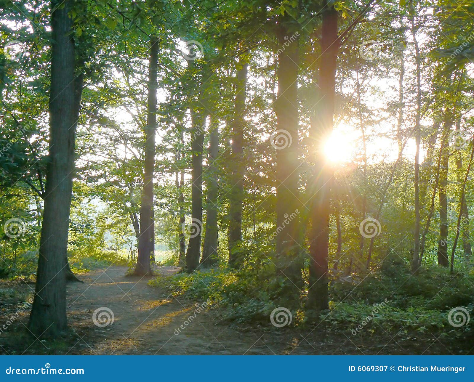 Sundown in a forest stock image. Image of vacation, forest - 6069307