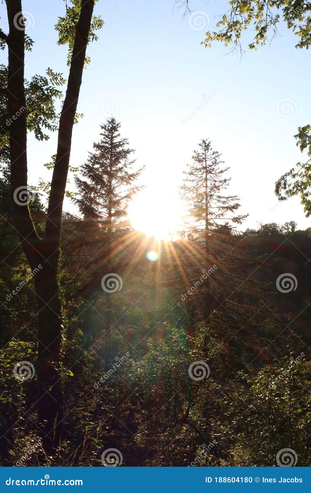 Sundown stock photo. Image of sundown, forest, evening - 188604180