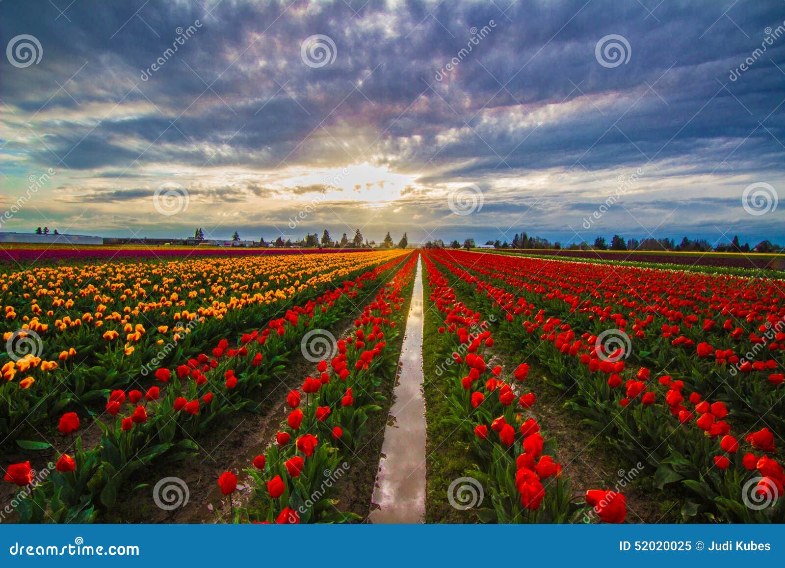 Sundown stock image. Image of dirt, glorious, field, flowers - 52020025