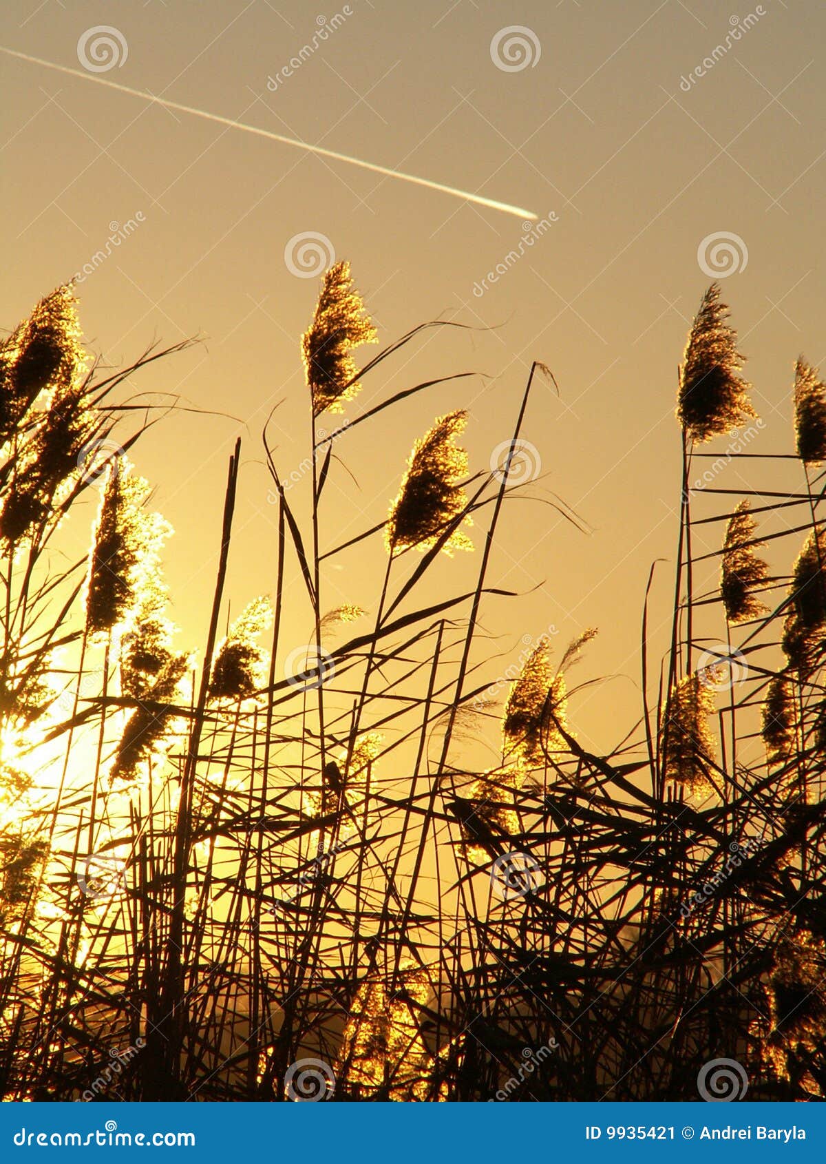 Sundown landscape stock image. Image of autumn, bushy - 9935421