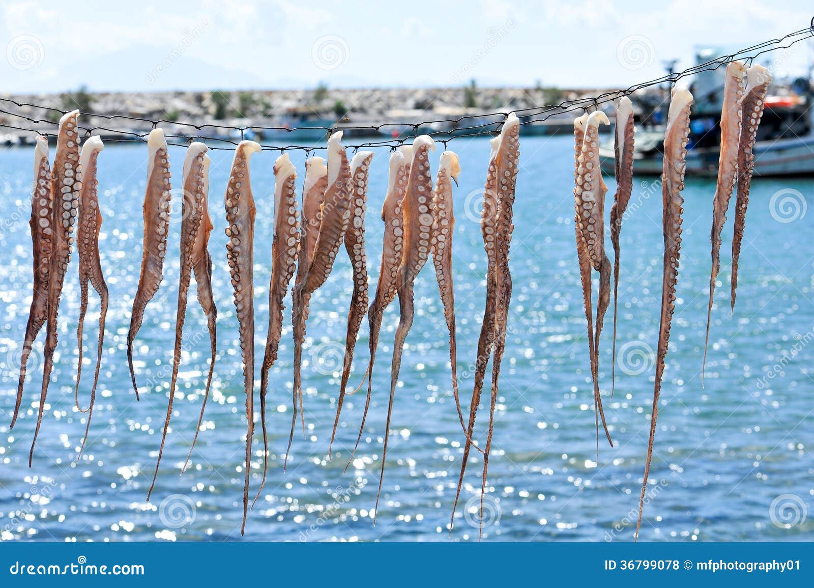 Sundried octopus stock photo. Image of hung, health, hanging - 36799078