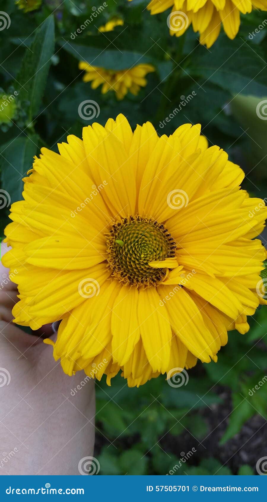 Sundrop Flower stock image. Image of yellow, sundrop - 57505701