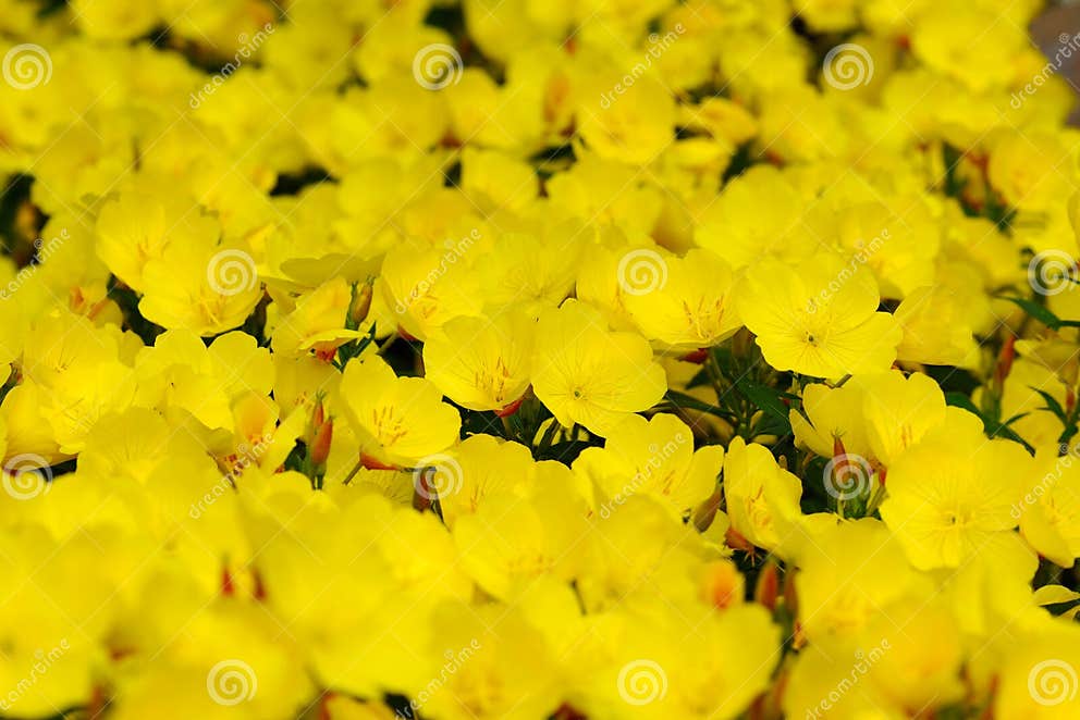 Sundrop (Oenothera) foto de archivo. Imagen de planta - 32656788