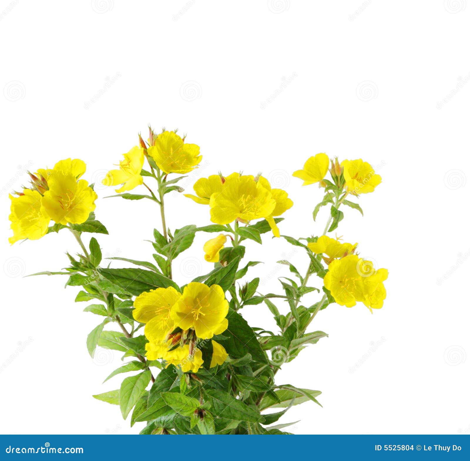 Sundrops flowers stock photo. Image of flowers, isolated - 5525804