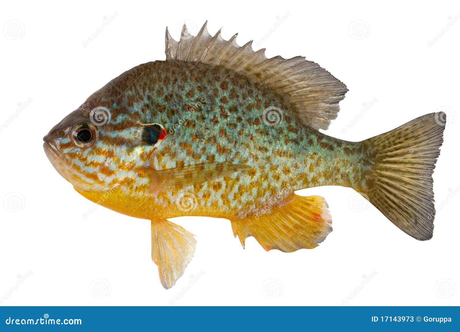 Sunfish stock image. Image of freshwater, perch, tail - 17143973