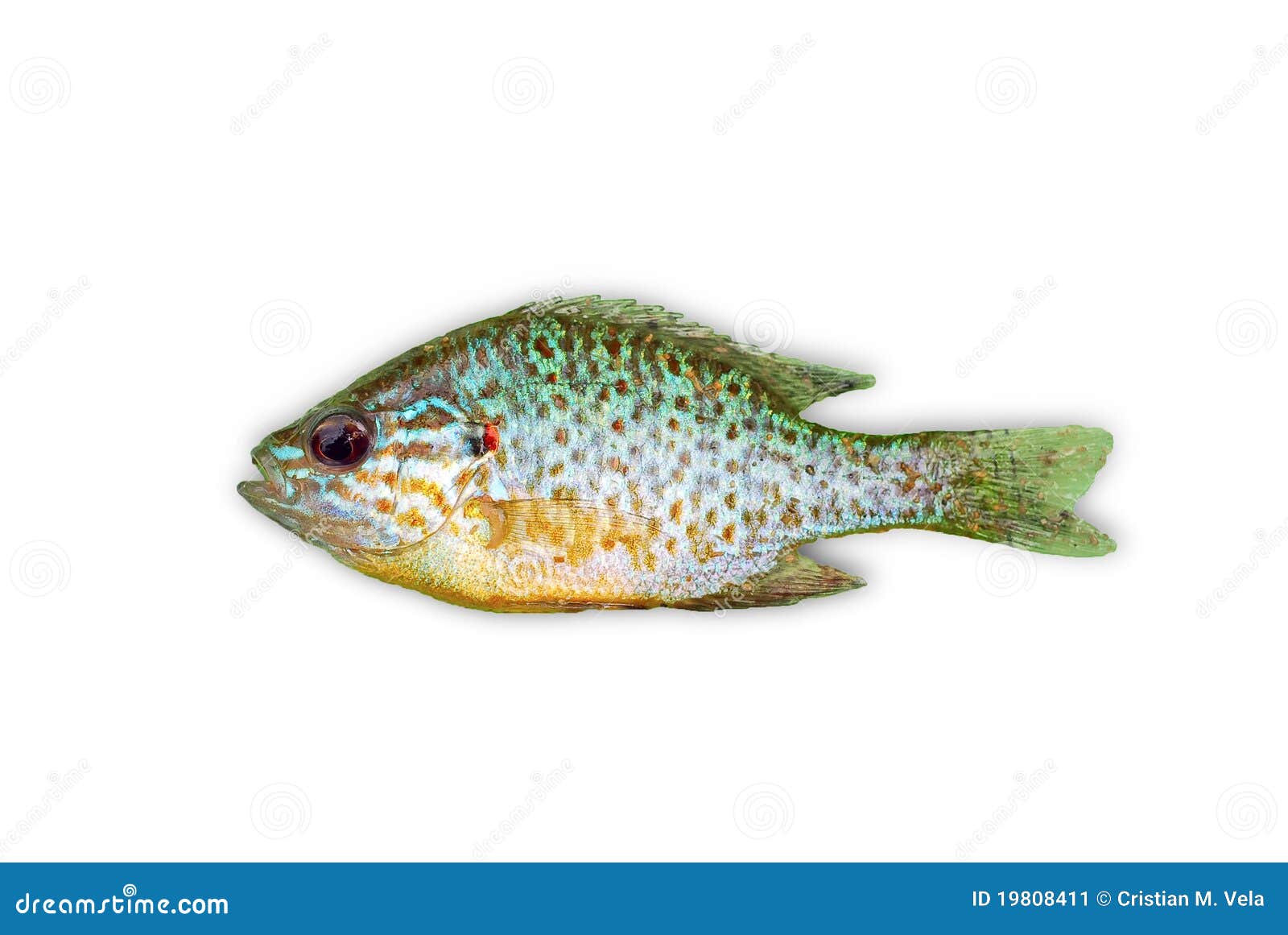 Sunfish stock image. Image of fish, chemong, colorful - 19808411