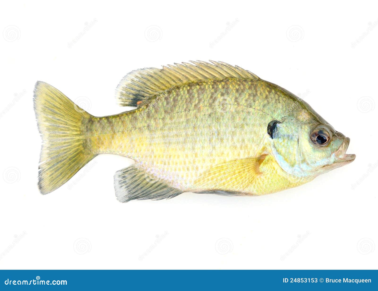Sunfish stock image. Image of isolated, panfish, american - 24853153