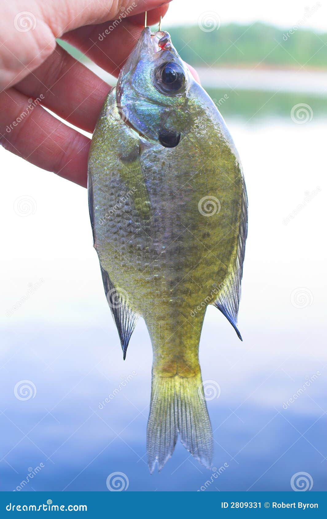 Sunfish, Aka, Tipo De Pez Blanco Imagen de archivo - Imagen de fresco ...