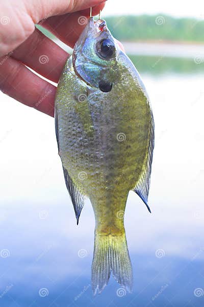Sunfish, Aka, White Crappie Stock Image - Image of water, fishing: 2809331