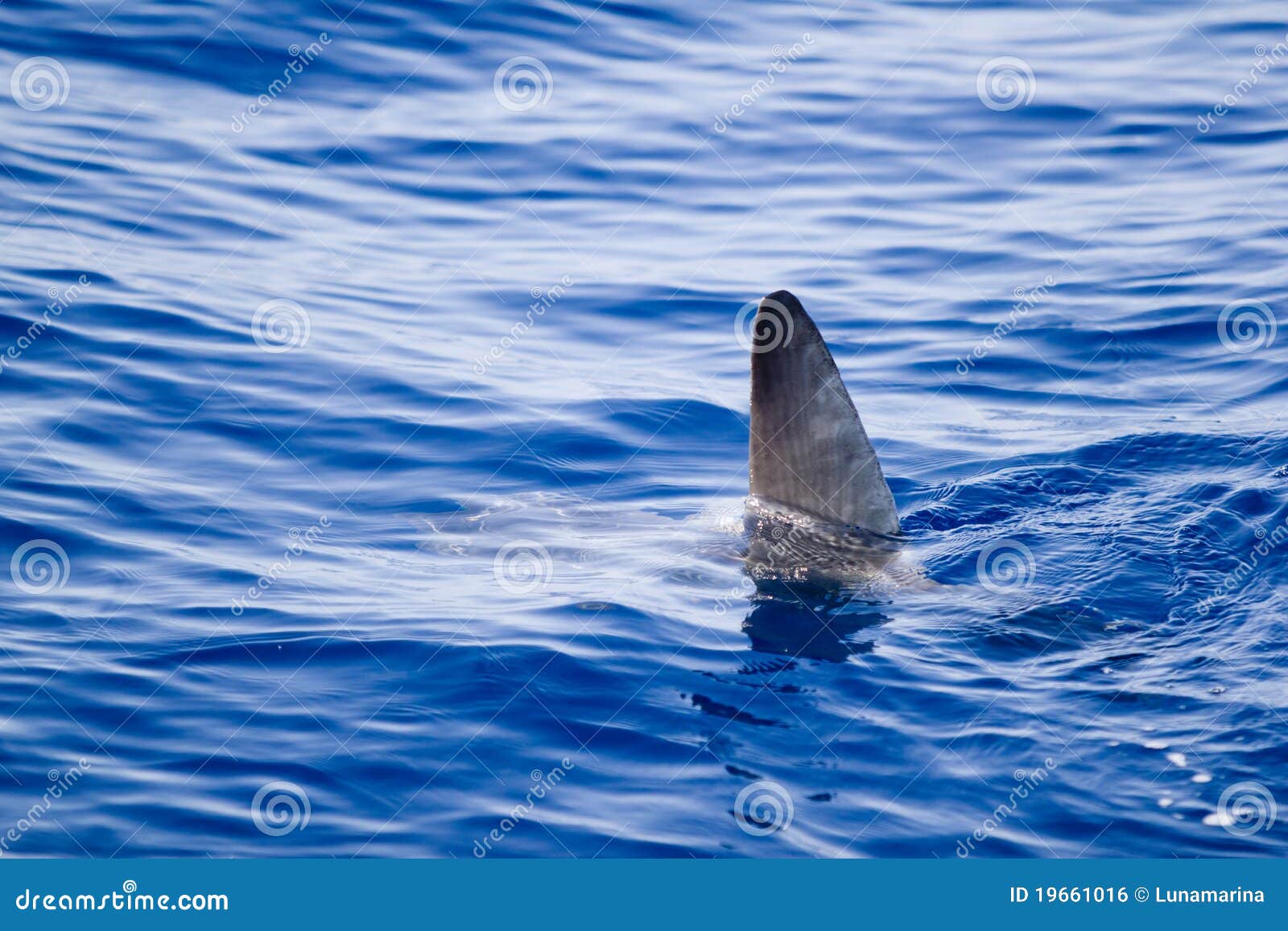 Sunfish Fin Coming Out Water As A Shark Metaphor Royalty Free Stock ... Sunfish Fin Coming Out Water As A Shark Metaphor Royalty Free Stock ...