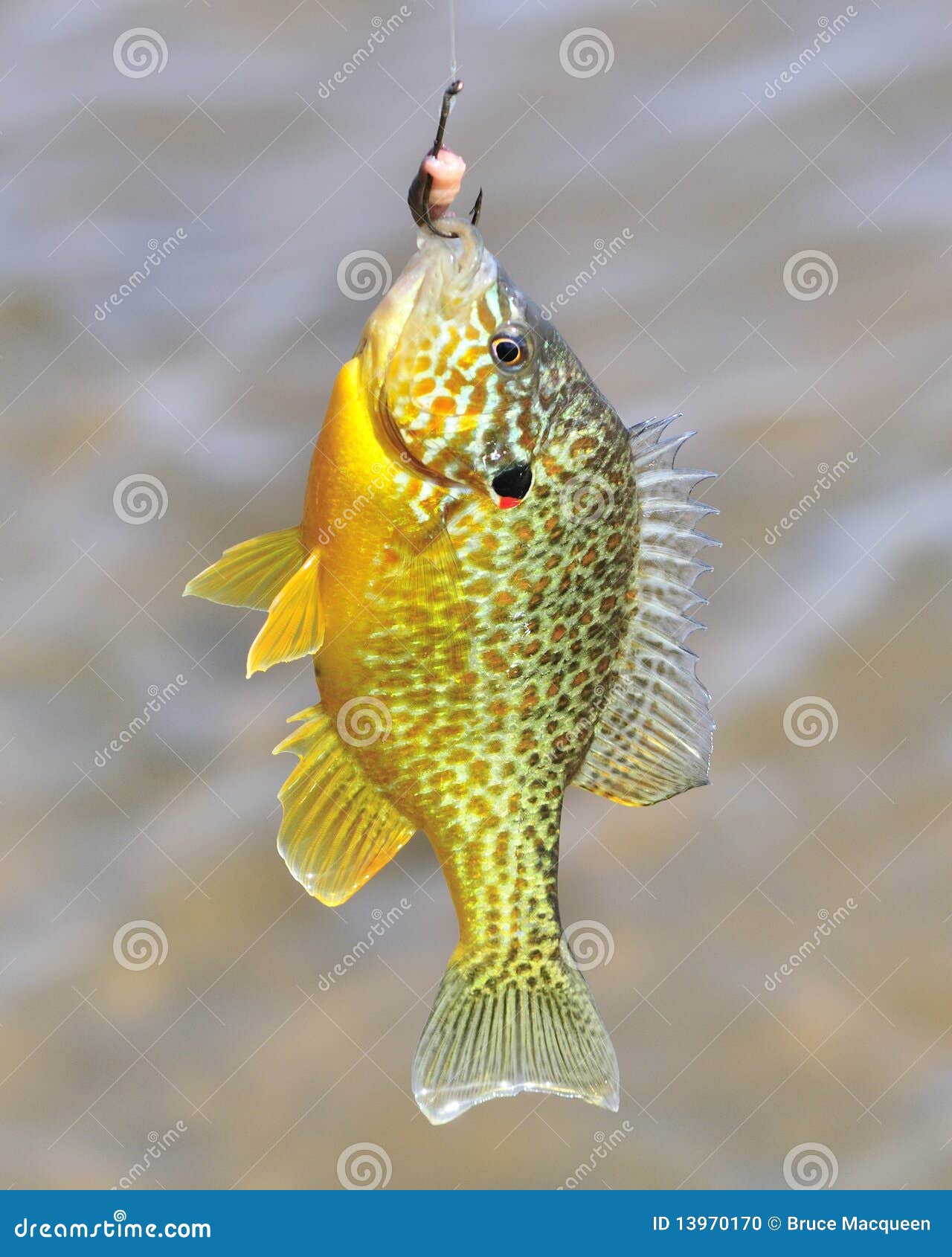Sunfish on Hook stock photo. Image of fish, recreation - 13970170