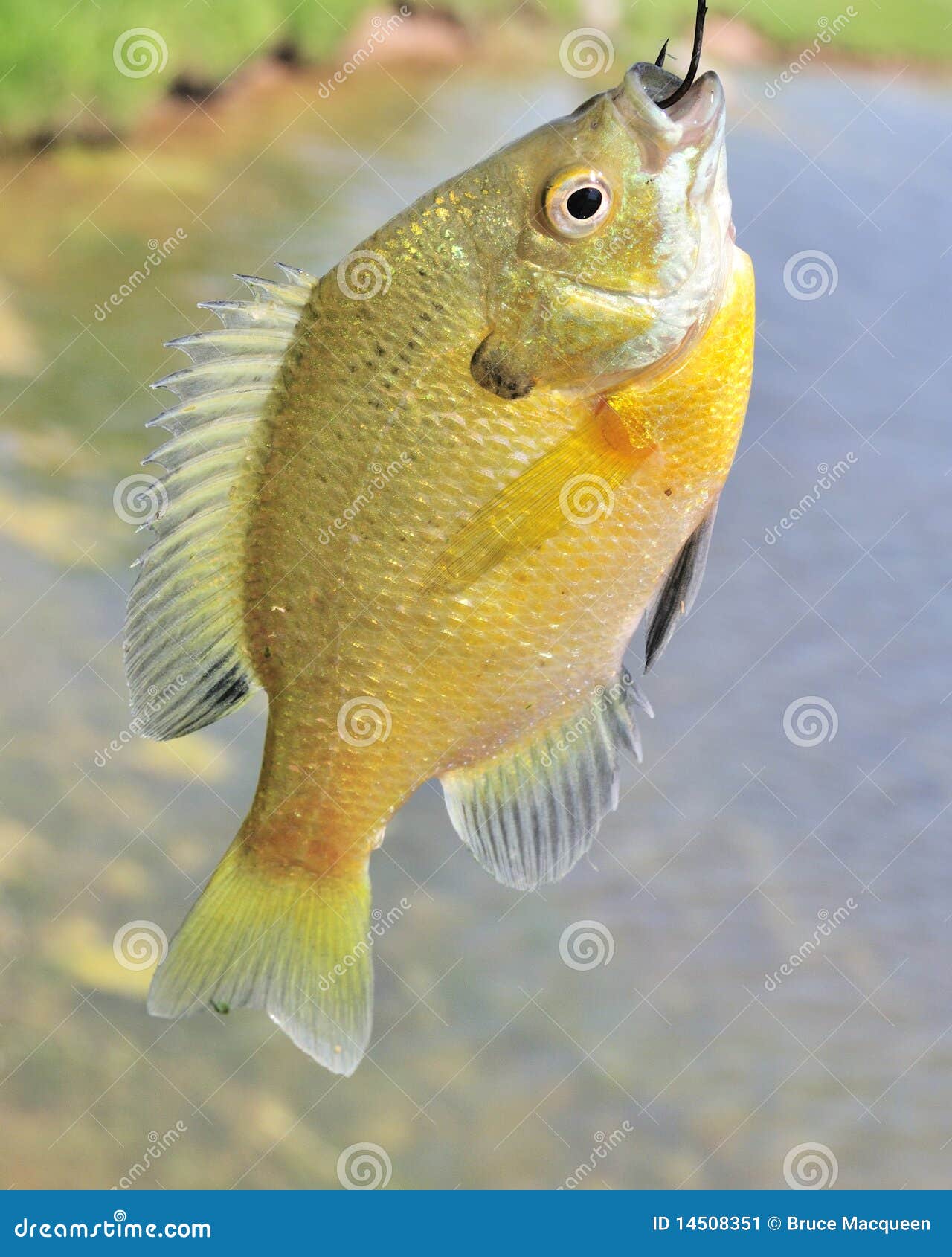 Freshwater Sunfish