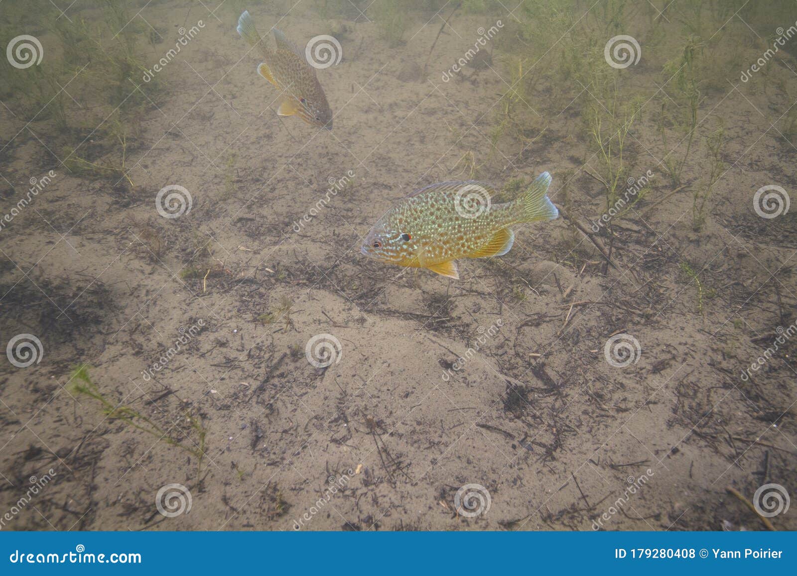 Sunfish over sandy bottom stock photo. Image of wildlife - 179280408