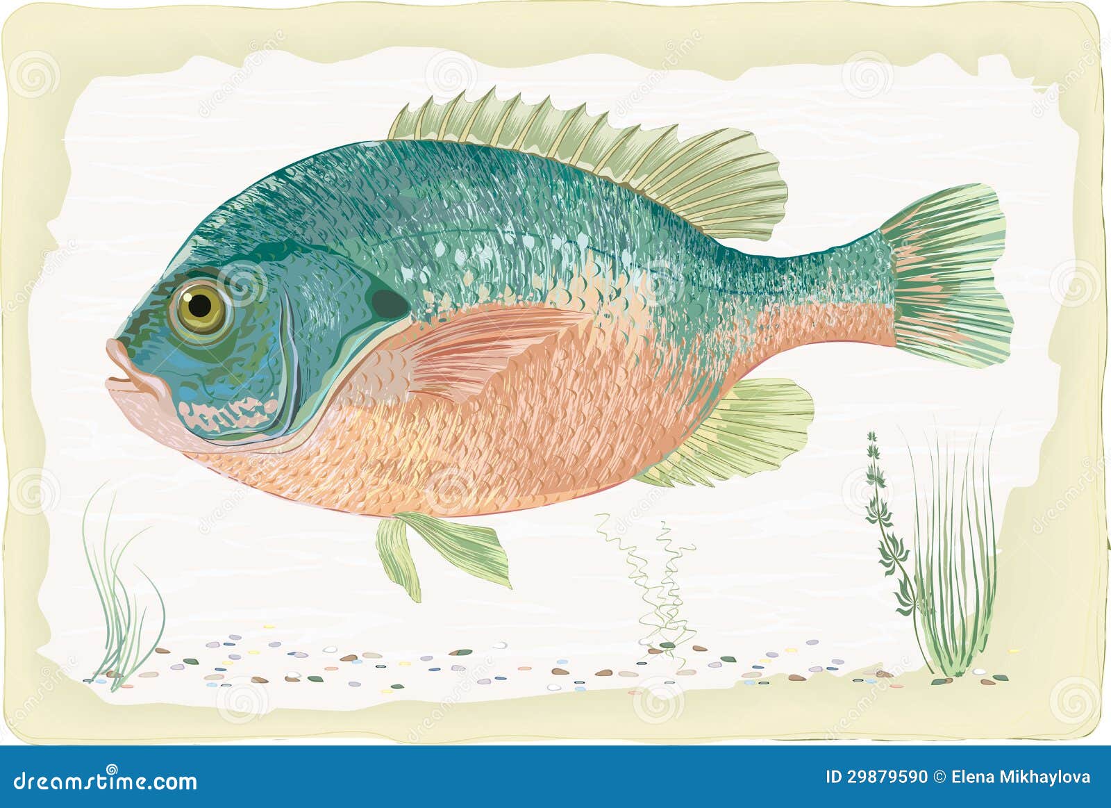 Sunfish Cartoons, Illustrations & Vector Stock Images - 809 Pictures to ...