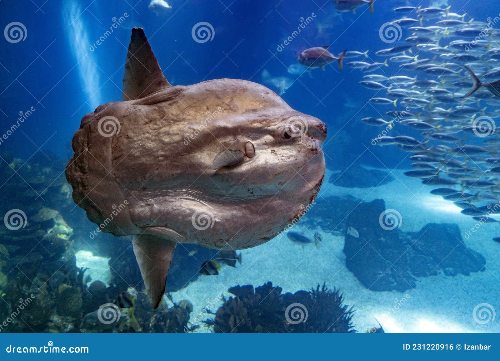 Sunfish Underwater Close Up Portrait Stock Photo - Image of water ...