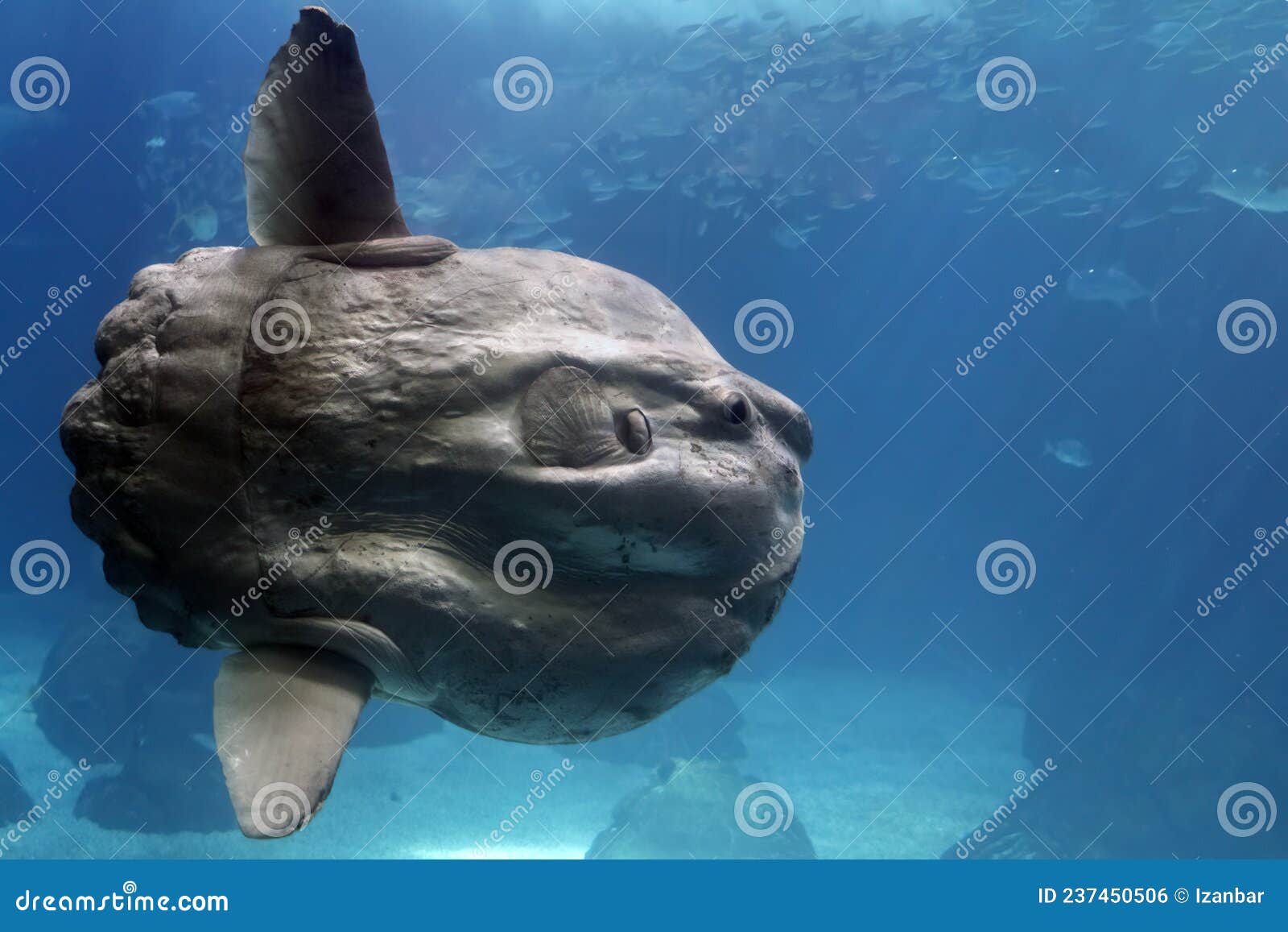 Sunfish Underwater Close Up Portrait Stock Photo - Image of bony, face ...