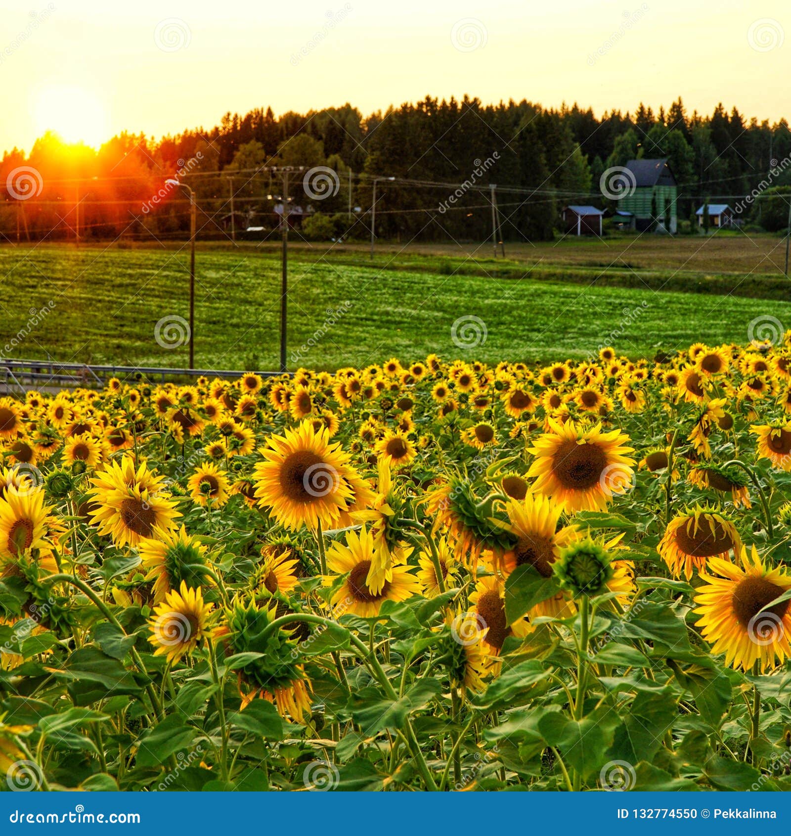 Sunflower Field in the Evening Stock Photo - Image of sunflowers, green ...