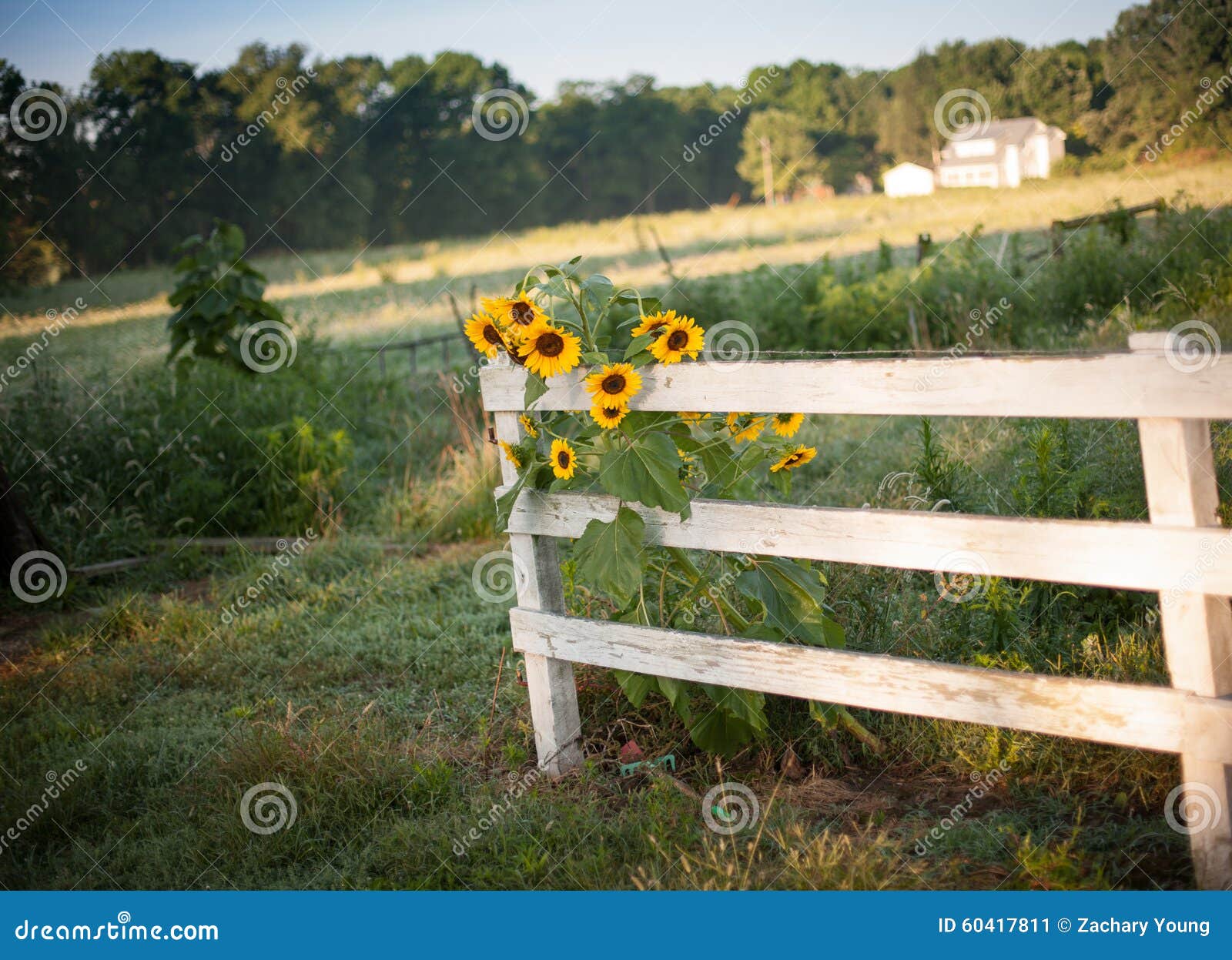 Sunflour Sun Rise stock image. Image of cultivated, color - 60417811