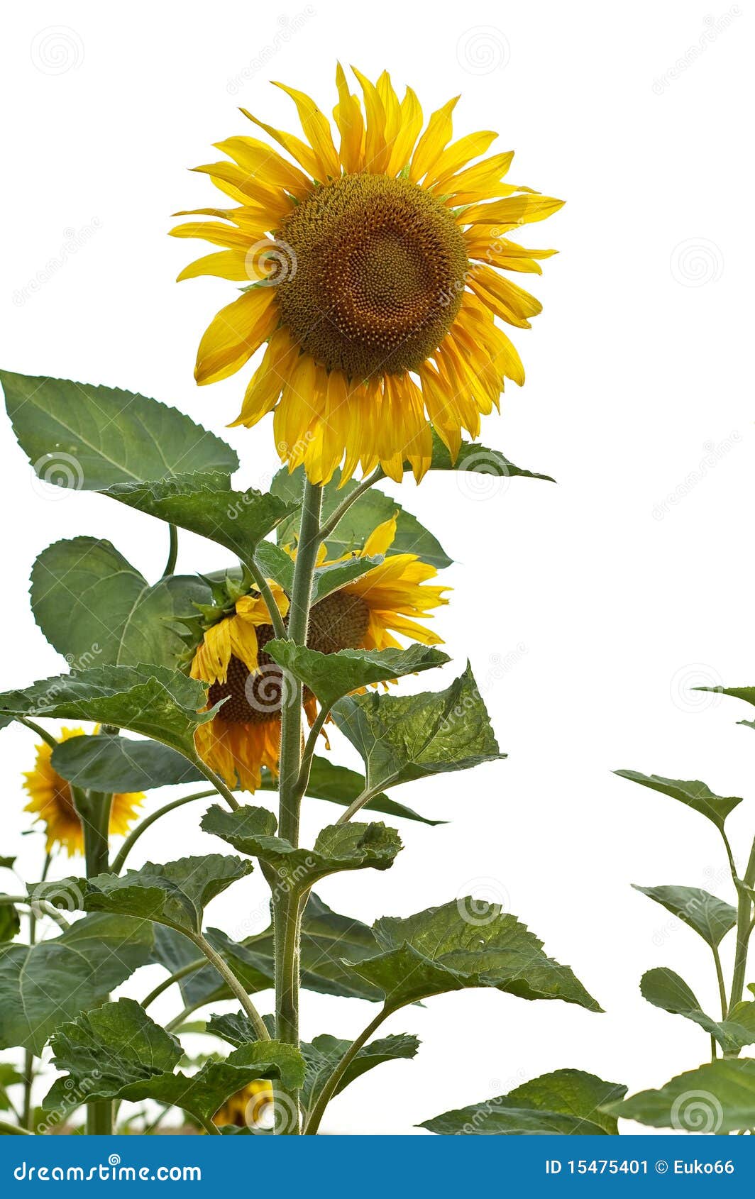 Sunflowe stock image. Image of lush, high, plant, nature - 15475401