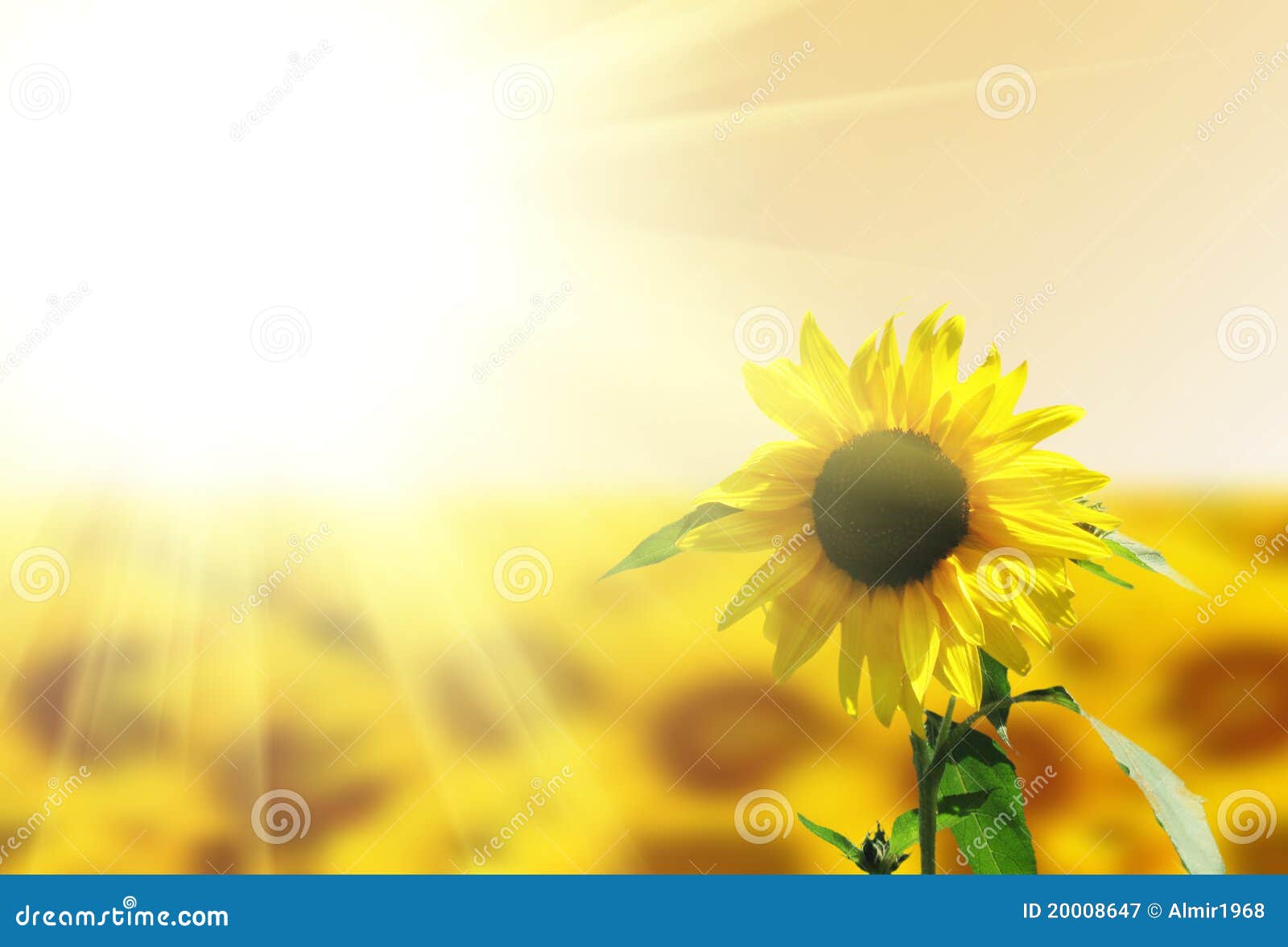 Sunflowe stock image. Image of nature, circle, macro - 20008647