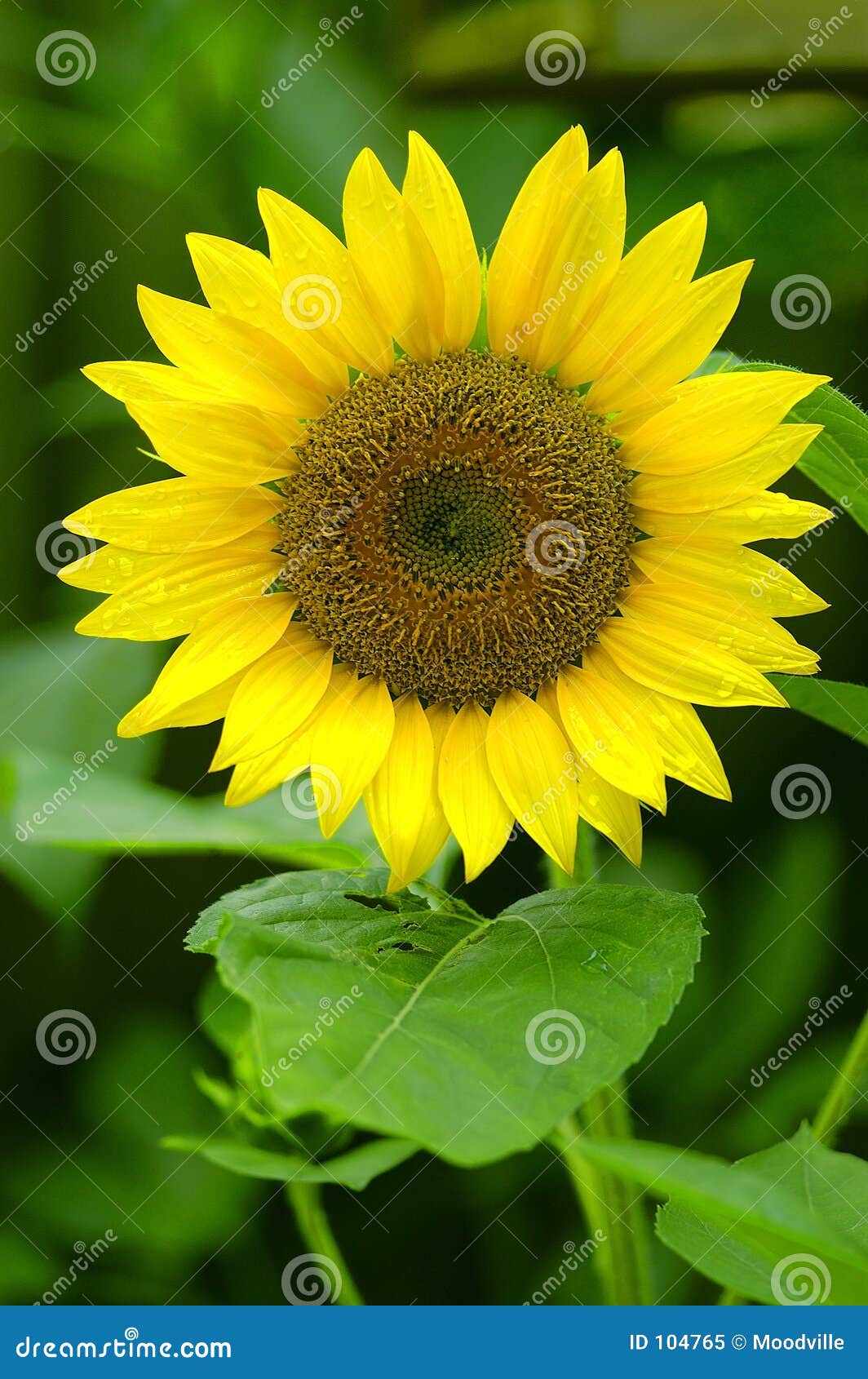 Sunflower stock image. Image of flower, summer, green, yard - 104765