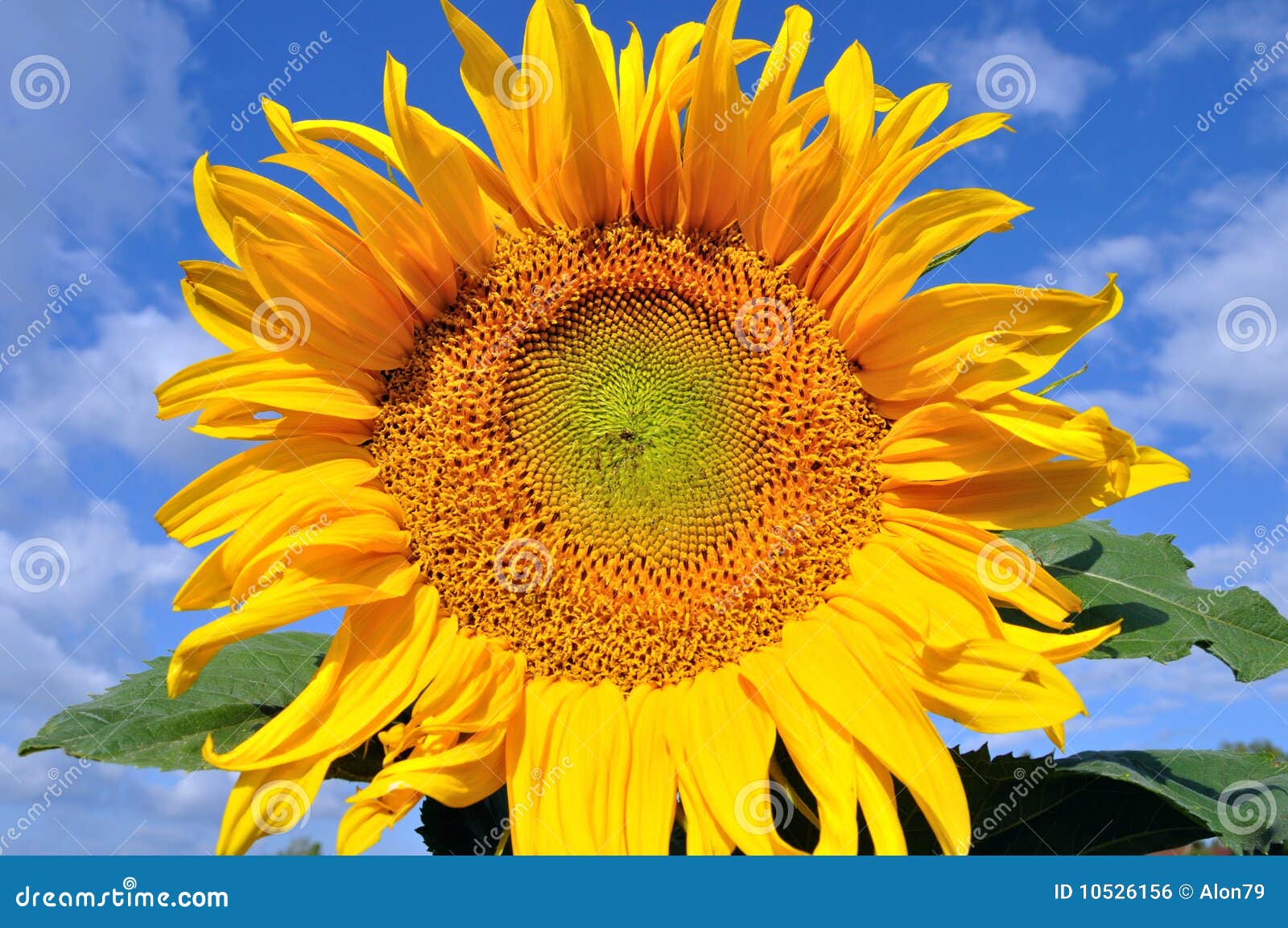 Sunflower stock photo. Image of space, flower, angle - 10526156