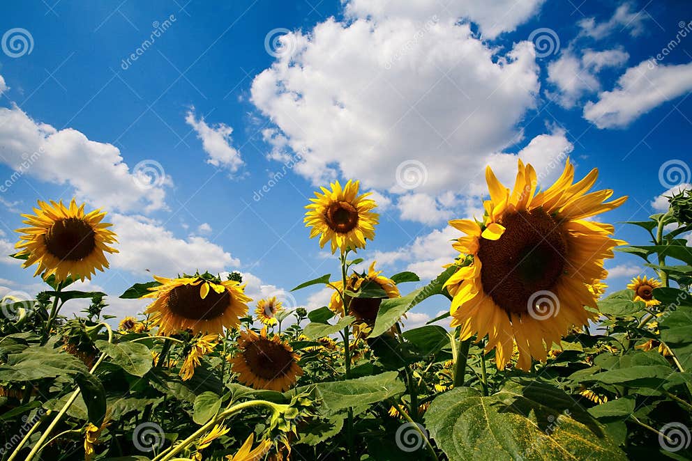 Sunflower stock image. Image of blue, field, economic - 12627107