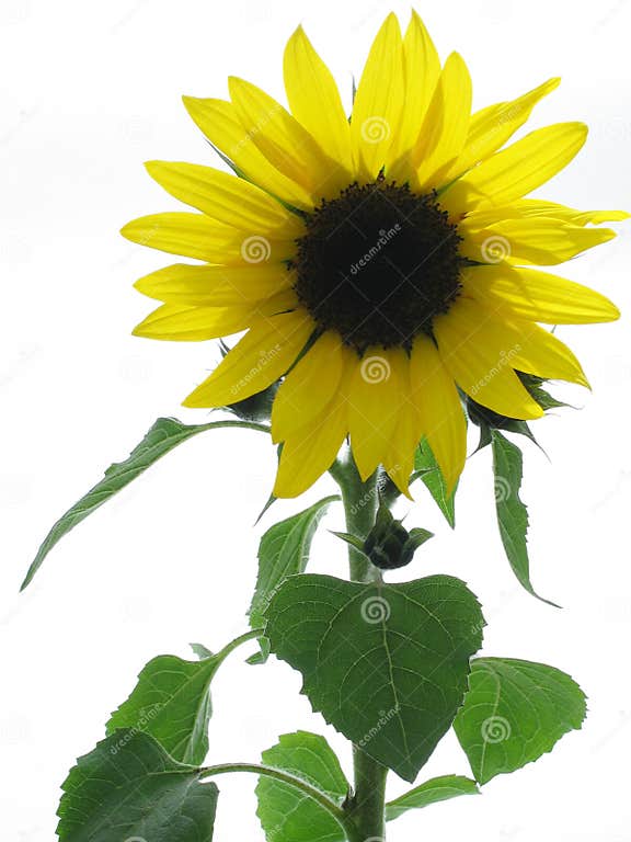 Sunflower stock photo. Image of isolation, isolated, nature - 126282