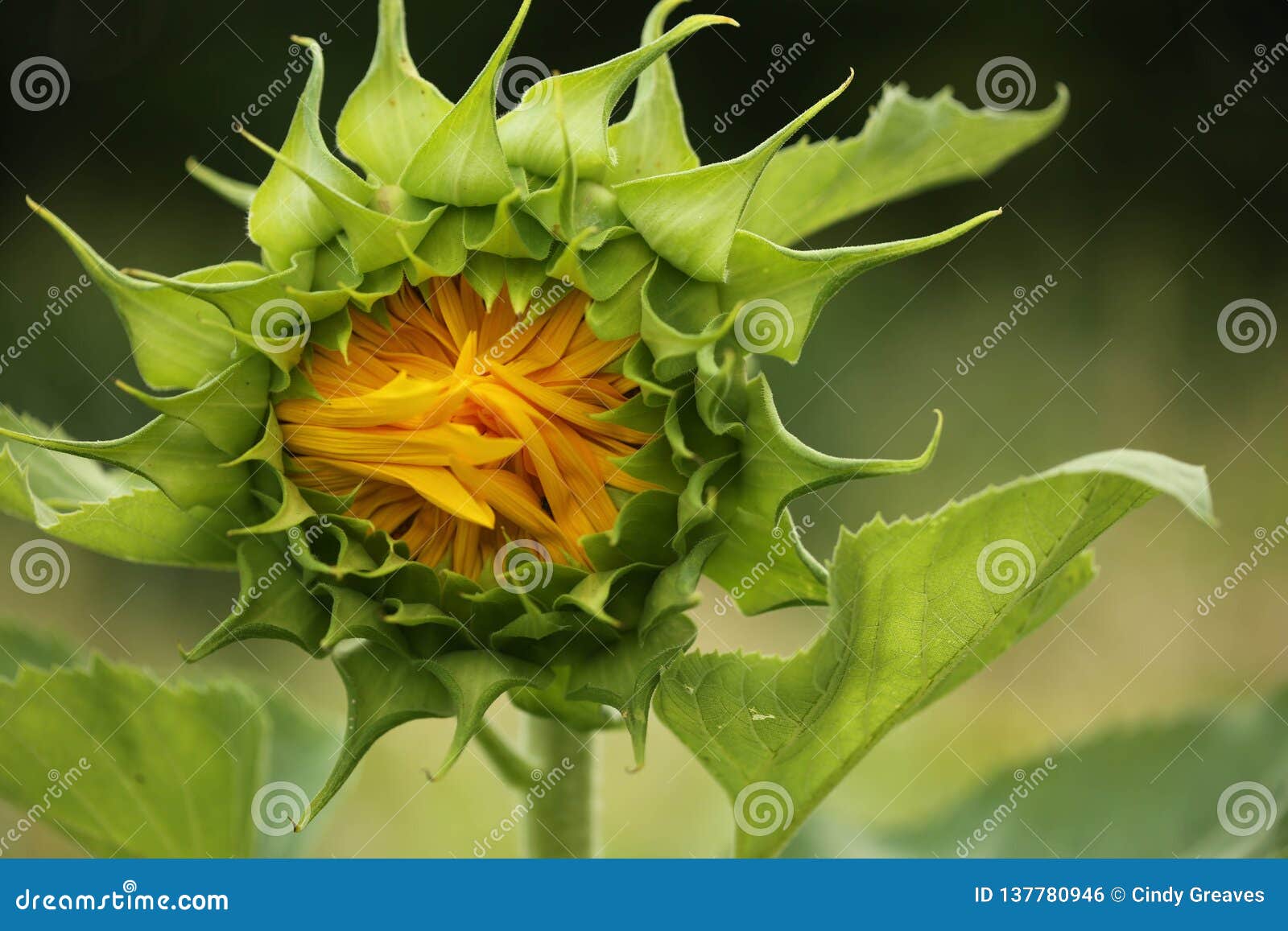 Sunflower Bud Getting Ready To Open Stock Photo - Image of crop, bloom ...