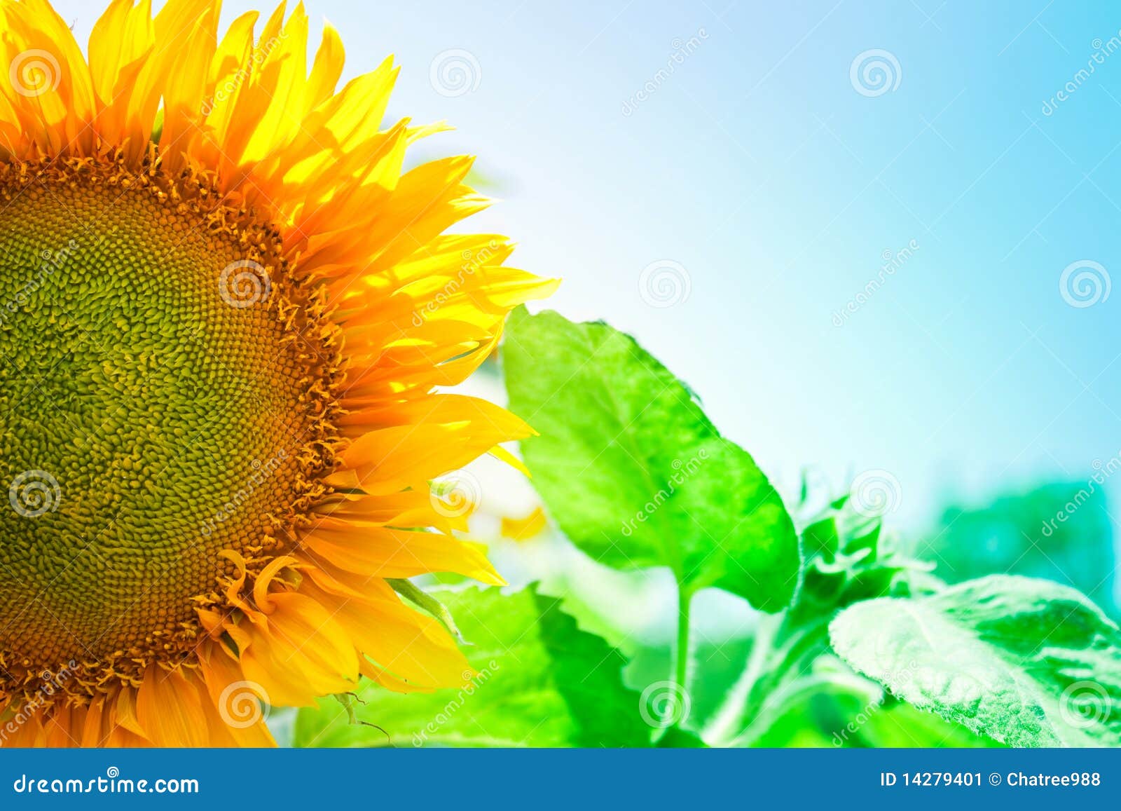 Sunflower stock image. Image of flora, green, sunflower - 14279401