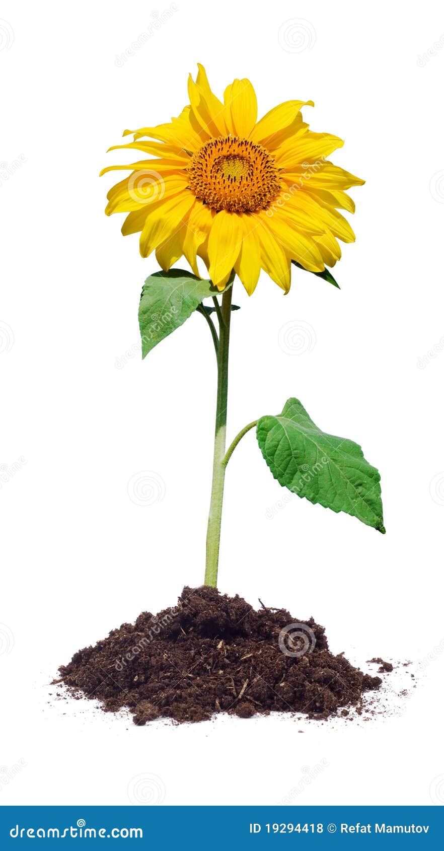 Sunflower stock photo. Image of color, pollen, flora - 19294418