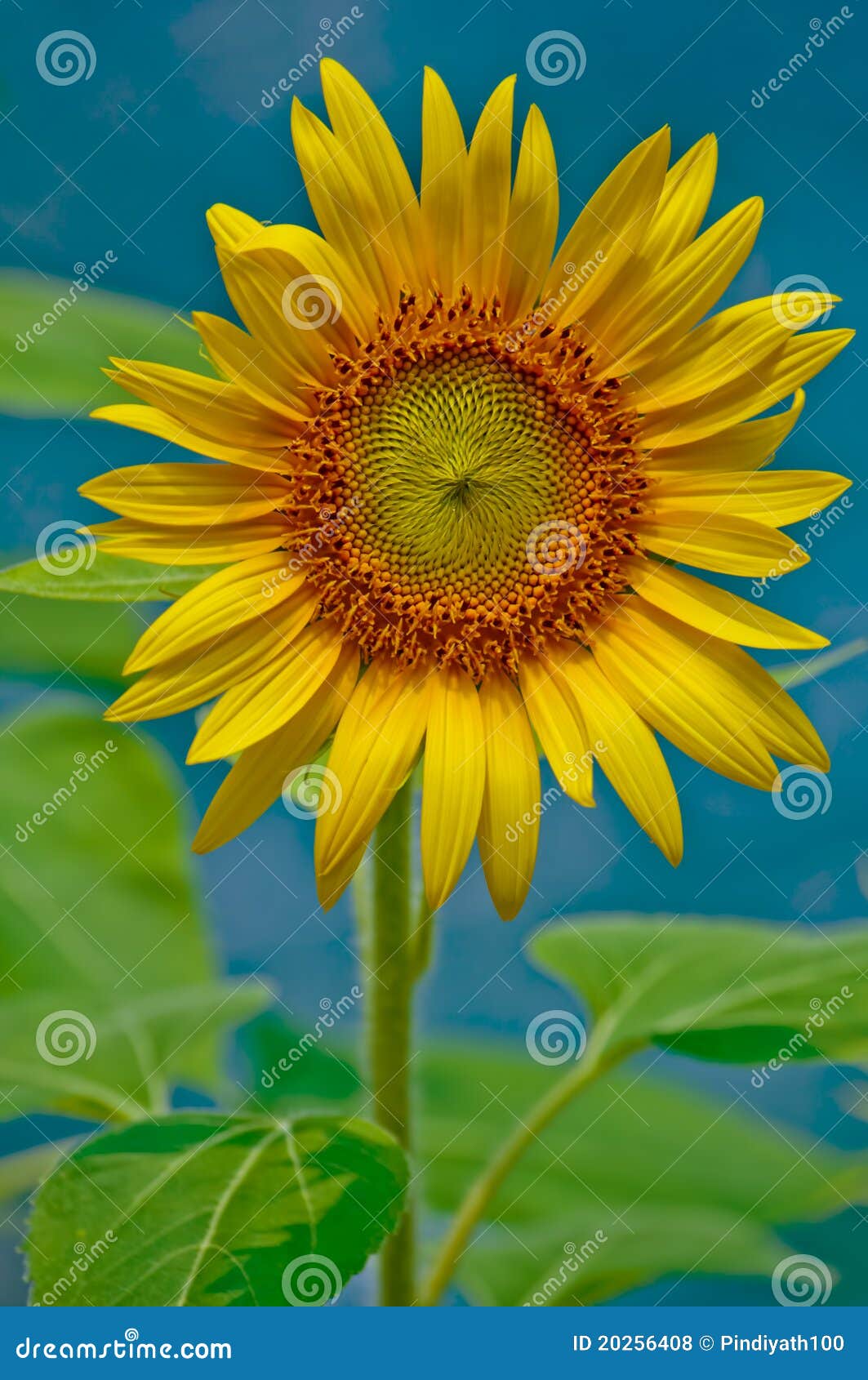 Sunflower Royalty Free Stock Photos - Image: 20256408