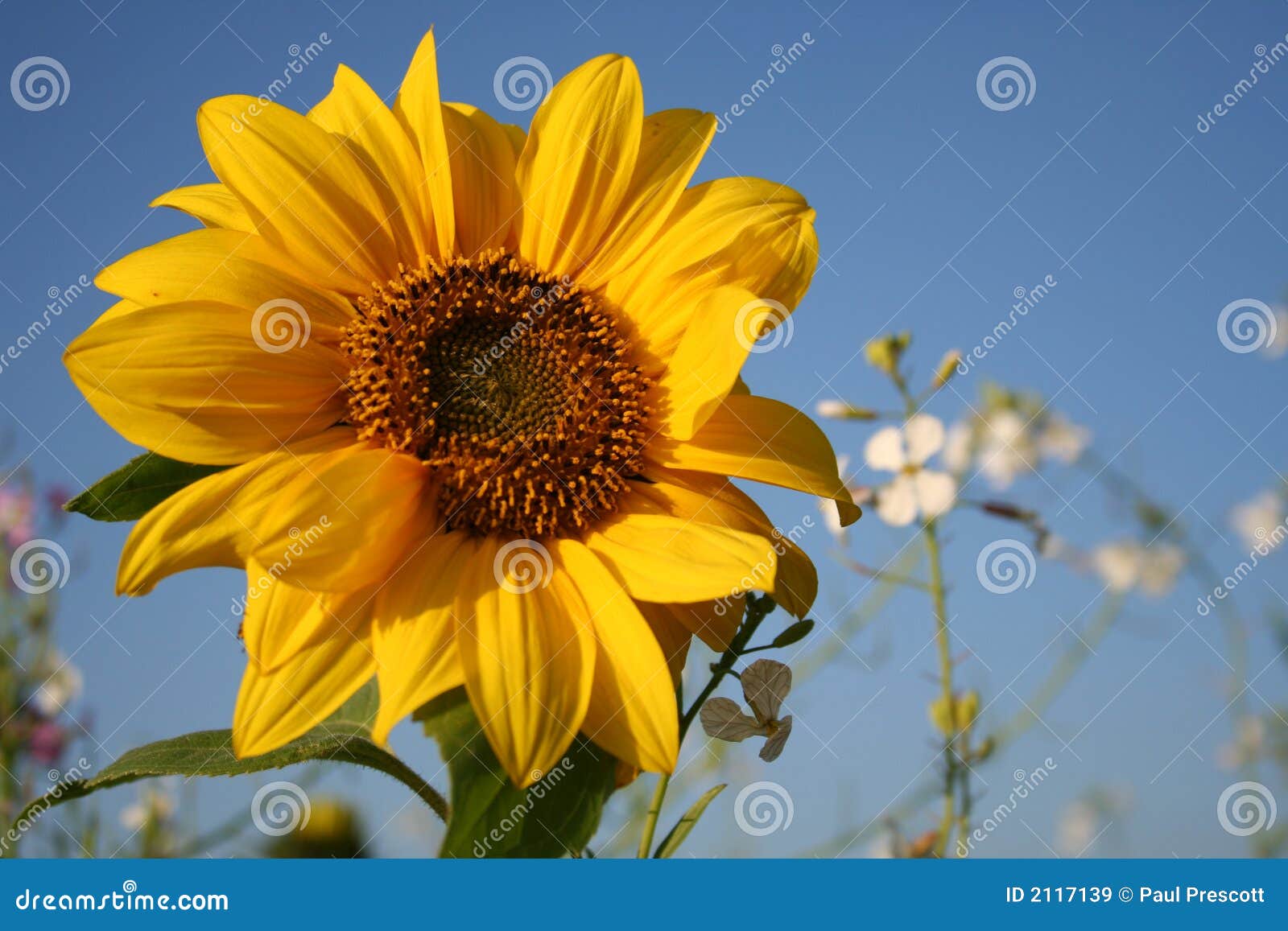 Sunflower stock image. Image of beautiful, colors, fresh - 2117139