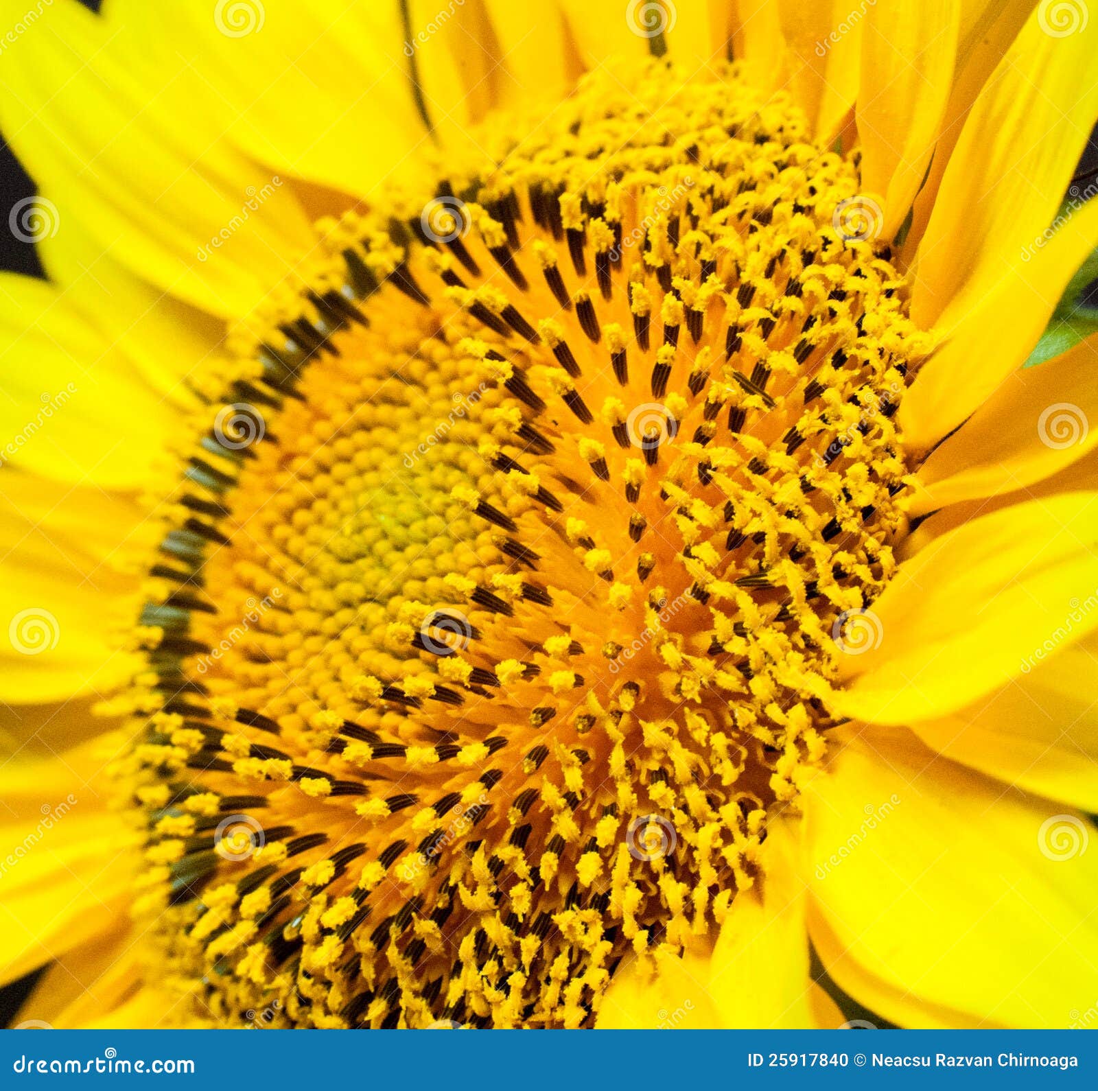 Sunflower stock photo. Image of fresh, beauty, decorative - 25917840