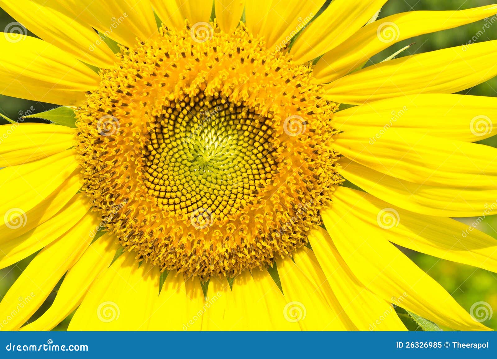 Sunflower stock image. Image of circle, sunshine, bright - 26326985