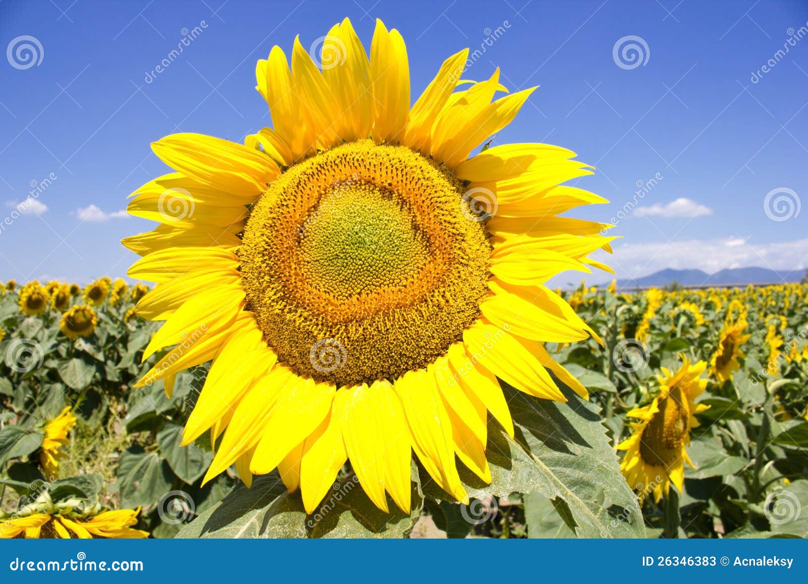 Sunflower stock image. Image of collage, color, sunflower - 26346383