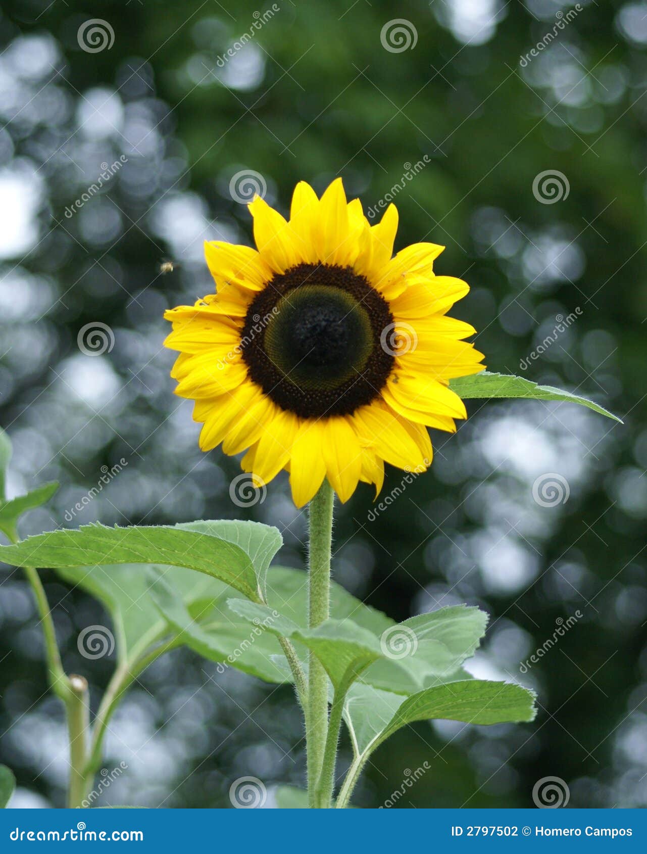 Sunflower stock photo. Image of green, flower, leaves - 2797502