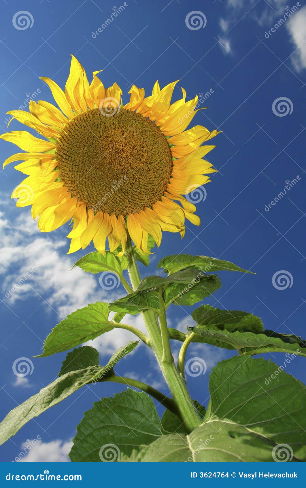 Sunflower stock photo. Image of yellow, sunflower, object - 3624764