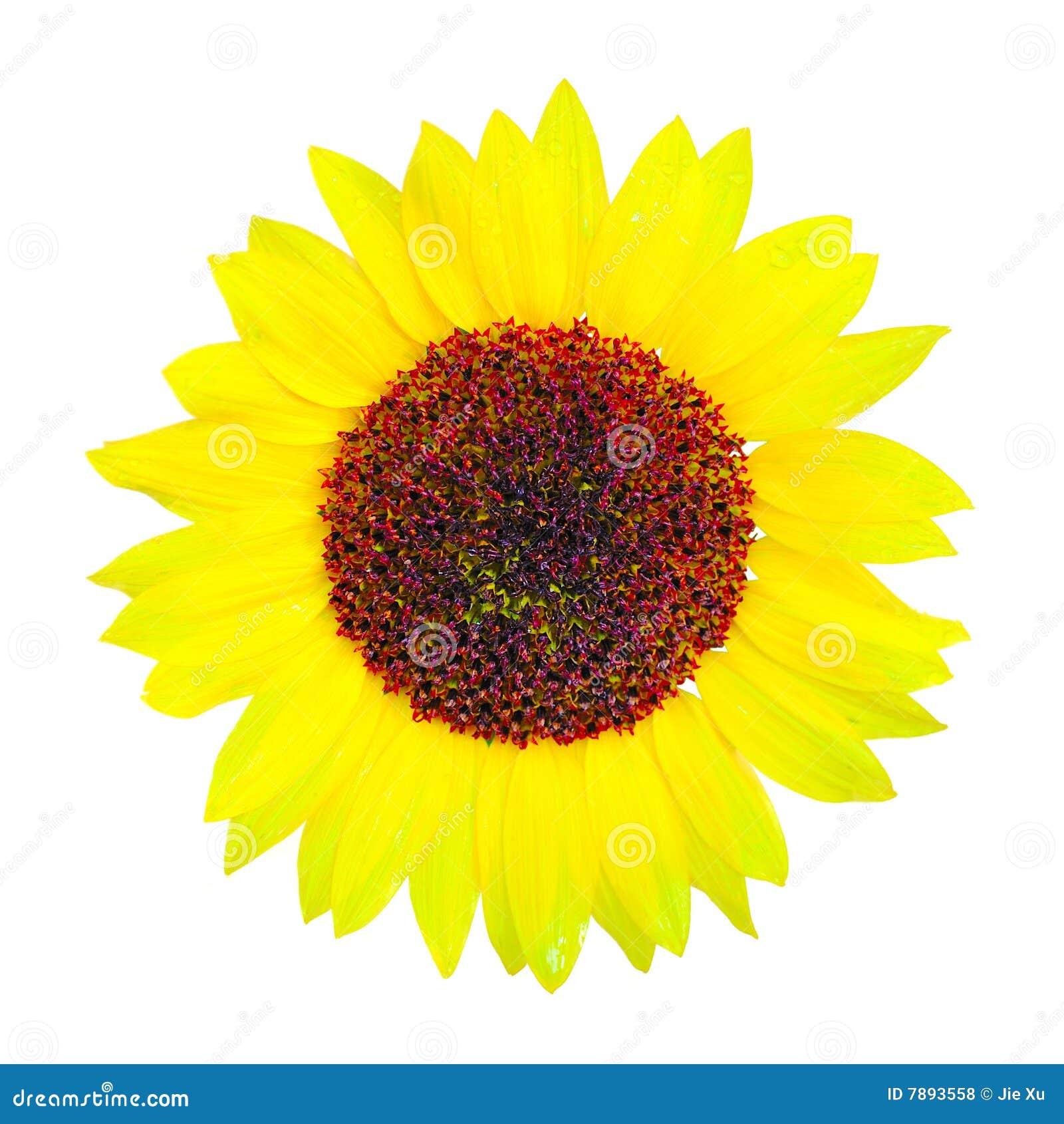 Sunflower stock photo. Image of yellow, isolation, flower - 7893558
