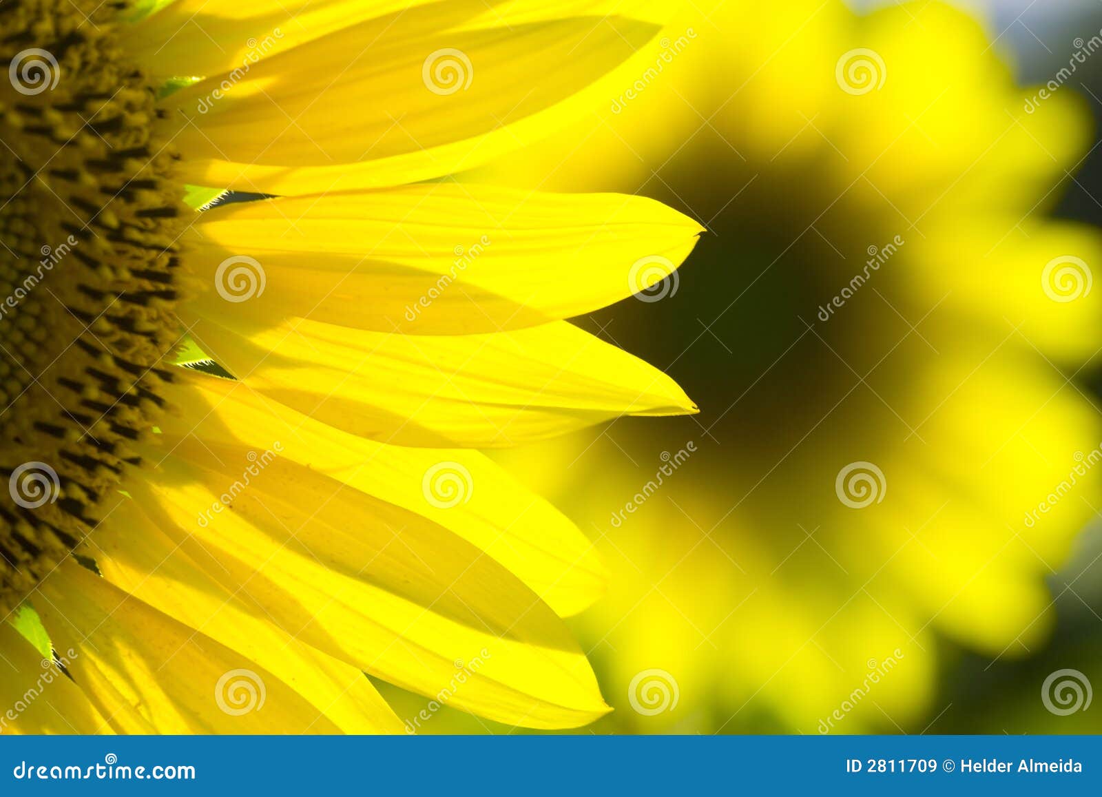 Sunflower 8 stock image. Image of bloom, florist, field - 2811709