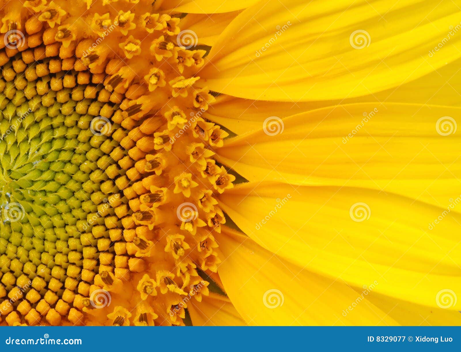 Sunflower stock image. Image of seeds, micro, plant, nature - 8329077