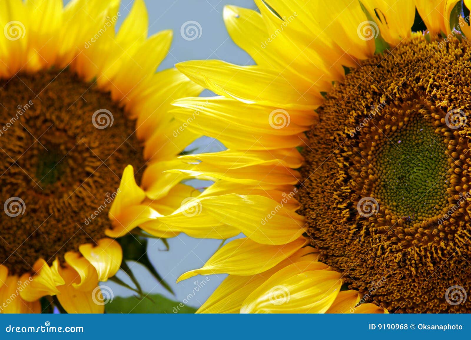 Sunflower stock photo. Image of round, natural, nature - 9190968
