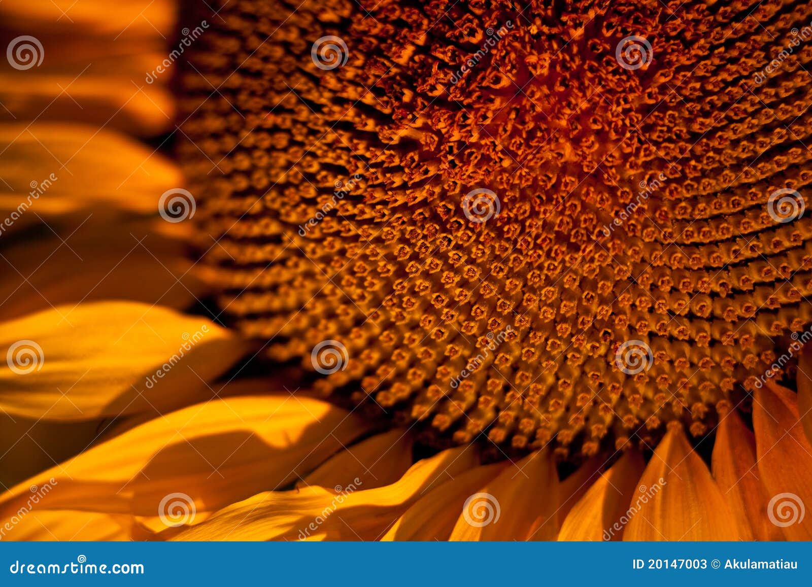 Sunflower Abstract/ Background Stock Image - Image of season, sunny ...