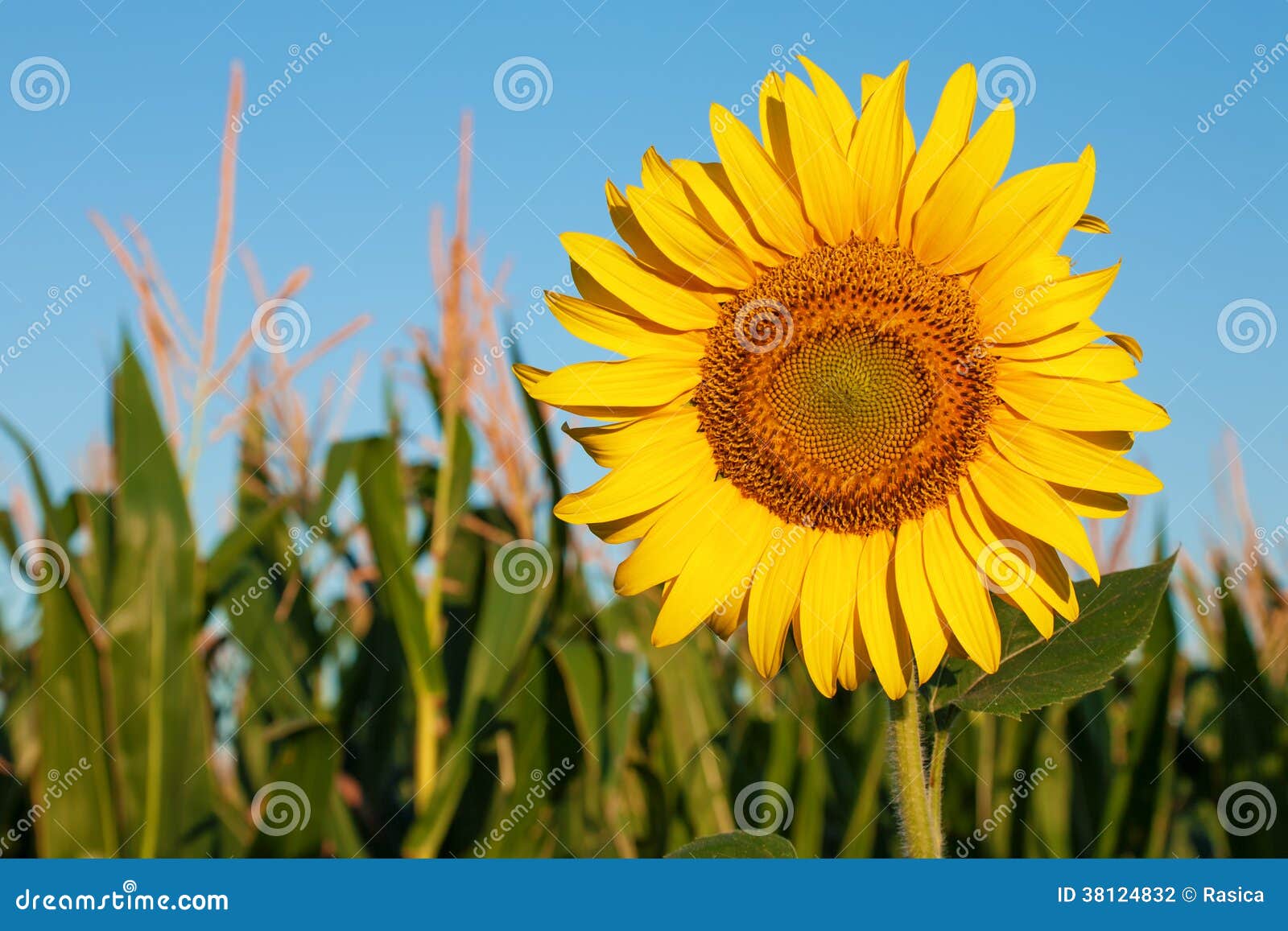 Sunflower Against the Blue Sky and Corn Field Stock Photo - Image of ...