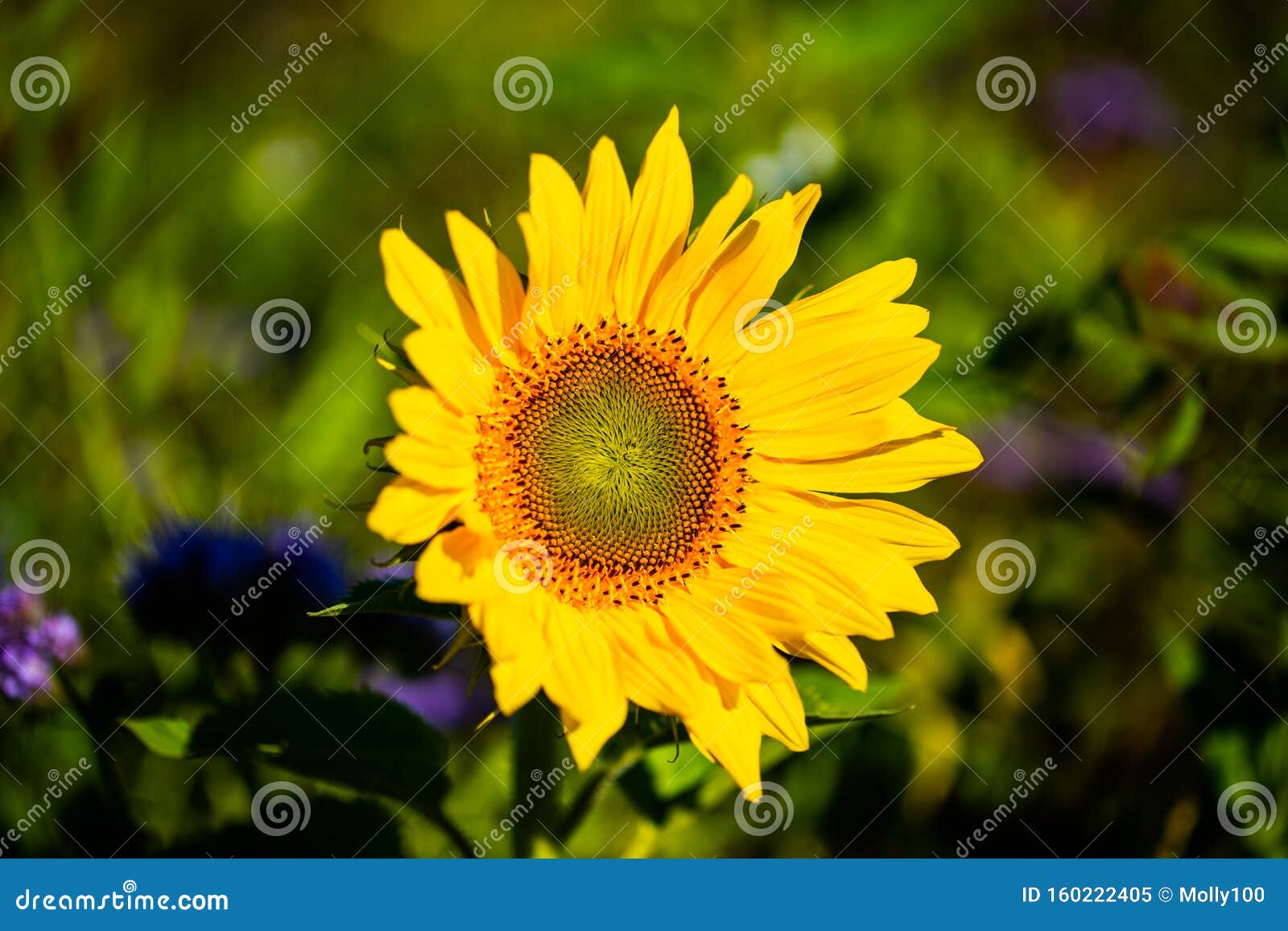 Sunflower Alone with Bee, Sunflower Field Stock Image - Image of ...