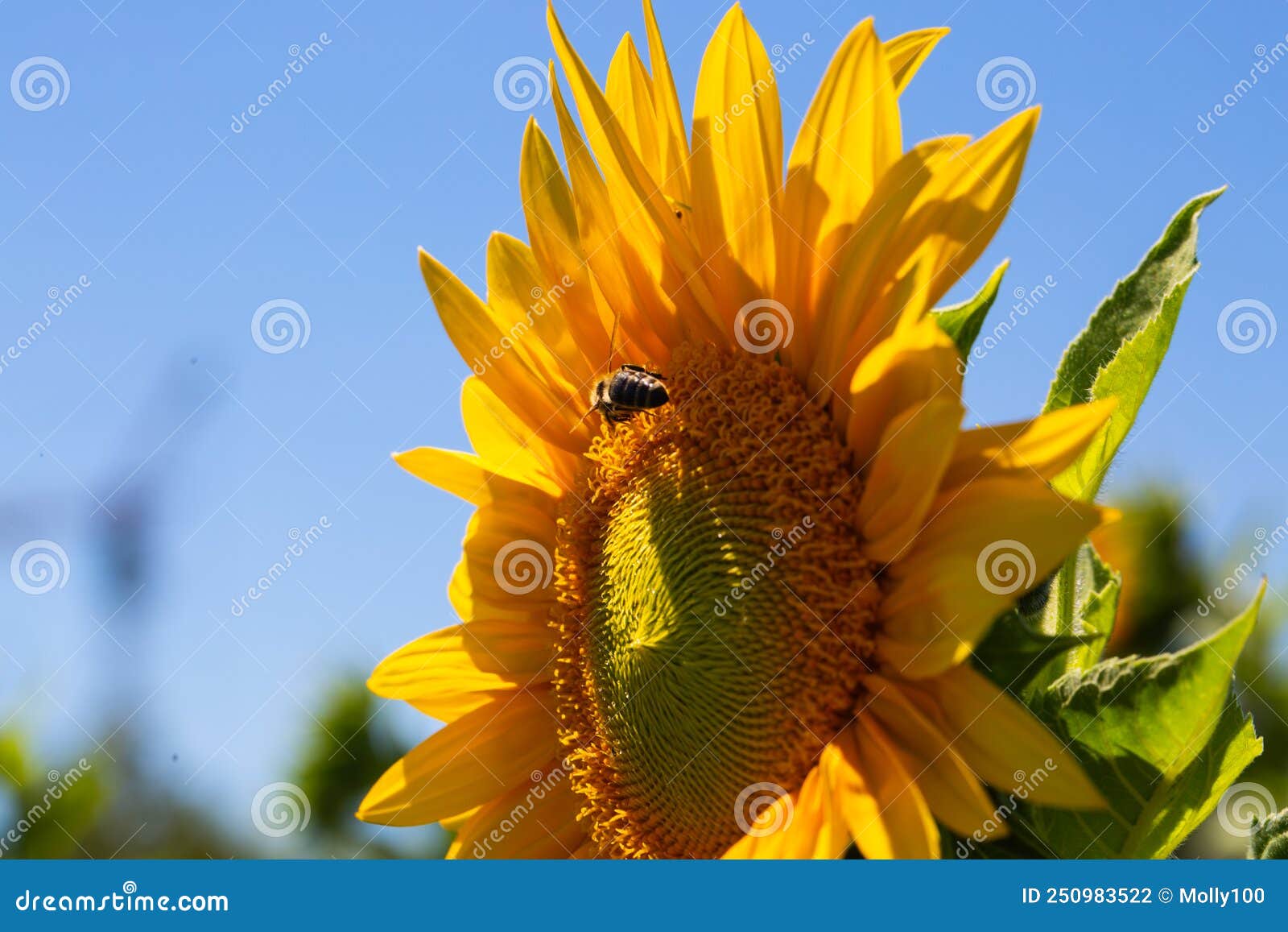 Sunflower Alone, with Blue Sky and Bee Stock Photo - Image of landscape ...