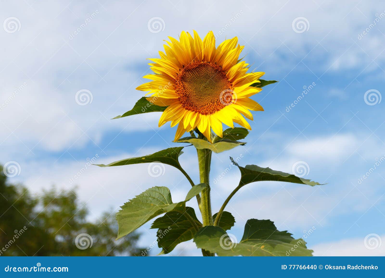 Sunflower Alone in the Field Stock Photo - Image of field, flora: 77766440
